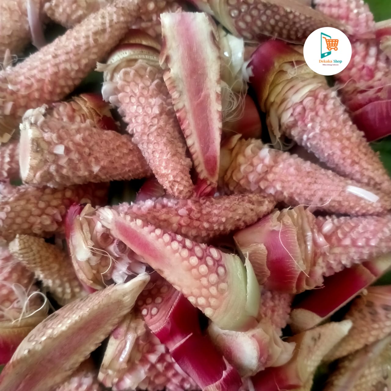 Kecombrang Murah Di Jawa Timur, Distributor, suplayer, budidaya,